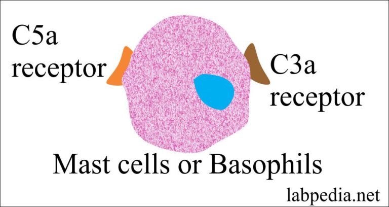 Chapter 9: Complement (Complement System) - Labpedia.net