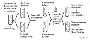 Chapter 9: Complement (Complement System) - Labpedia.net