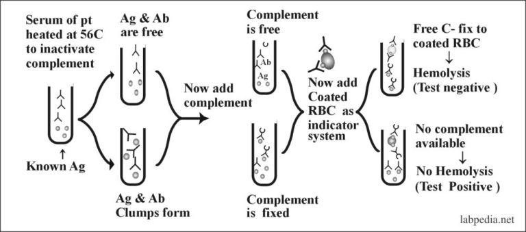 Chapter 9: Complement (Complement System) - Labpedia.net