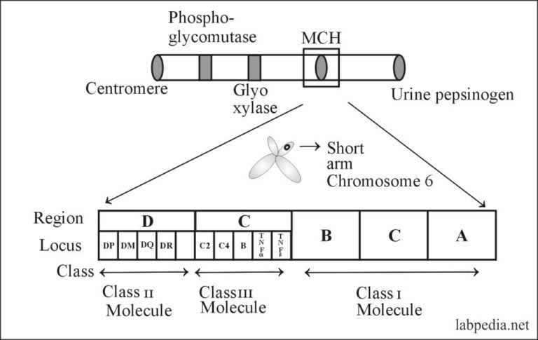 Chapter 10: Human Leucocyte Antigen (HLA), Major Histocompatibility ...