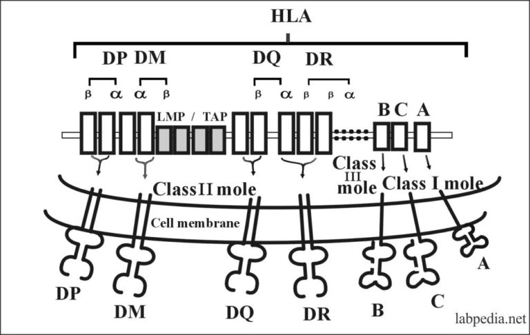 Chapter 10: Human Leucocyte Antigen (HLA), Major Histocompatibility complex (MHC) - Labpedia.net