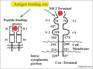Chapter 10: Human Leucocyte Antigen (HLA), Major Histocompatibility ...
