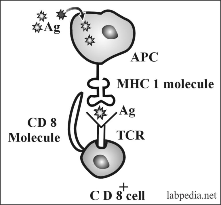 Chapter 10: Human Leucocyte Antigen (HLA), Major Histocompatibility ...