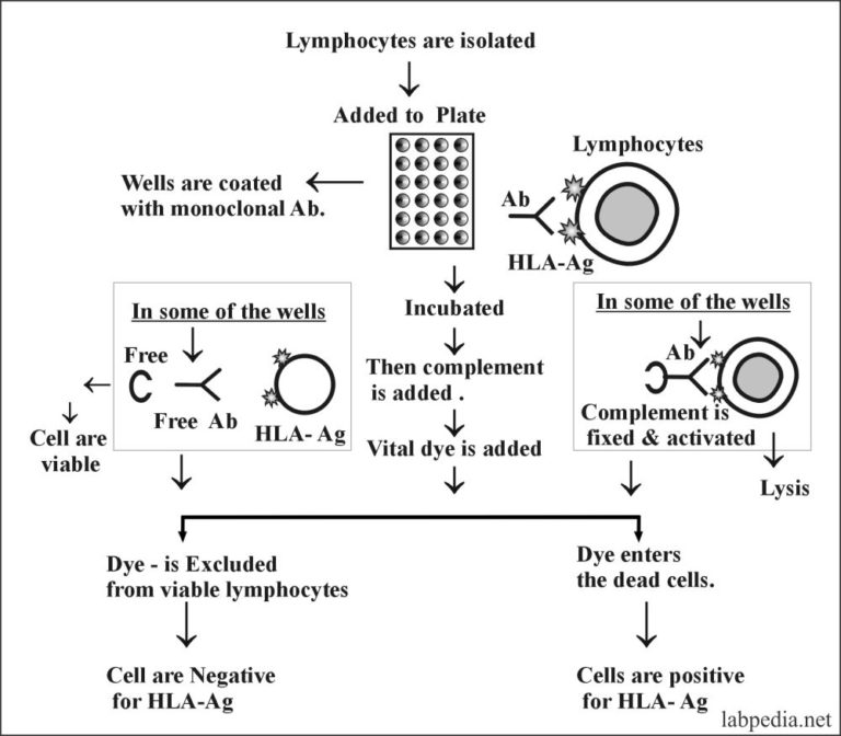 Chapter 10: Human Leucocyte Antigen (HLA), Major Histocompatibility ...