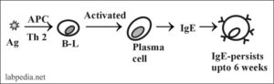 Chapter 11:- Type 1 Hypersensitivity reaction, Anaphylaxis, Atopy, and ...