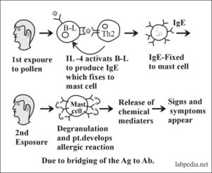 Chapter 11:- Type 1 Hypersensitivity reaction, Anaphylaxis, Atopy, and ...