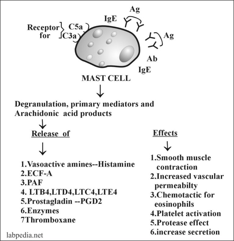 Chapter 11:- Type 1 Hypersensitivity reaction, Anaphylaxis, Atopy, and ...