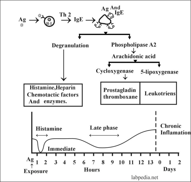 Chapter 11:- Type 1 Hypersensitivity reaction, Anaphylaxis, Atopy, and ...