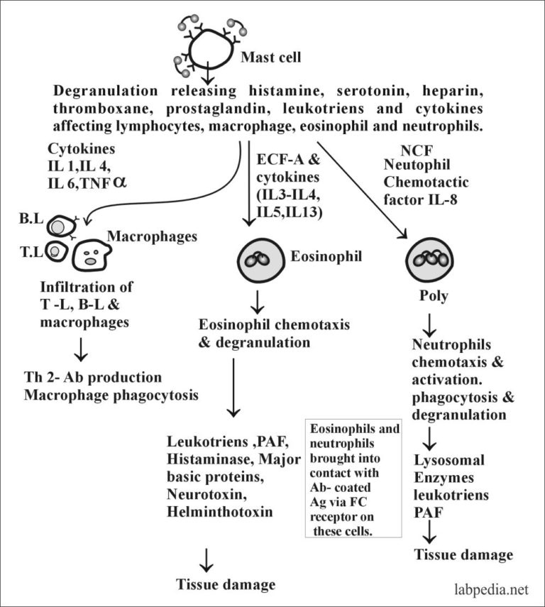 Chapter 11 Hypersensitivity Reactions Type 1 Hypersensitivity Reaction Anaphylaxis Atopy