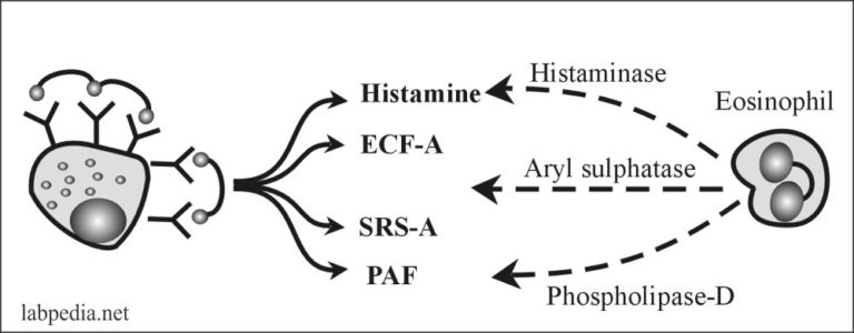Chapter 11:- Type 1 Hypersensitivity reaction, Anaphylaxis, Atopy, and ...
