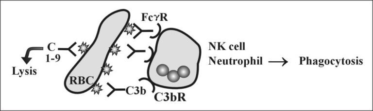 Chapter 12: Type II Hypersensitivity Reaction and ADCC (Cytotoxic ...