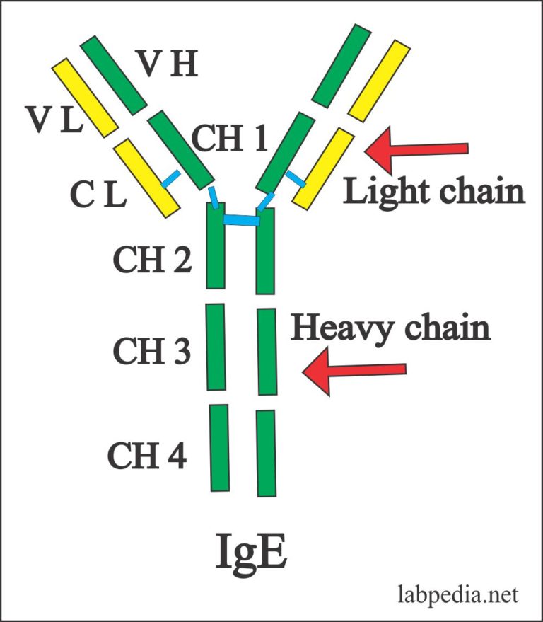 Chapter 5: Immunoglobulins and Their Properties - Labpedia.net
