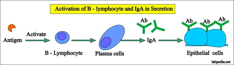 Chapter 5: Immunoglobulins and Their Properties - Labpedia.net