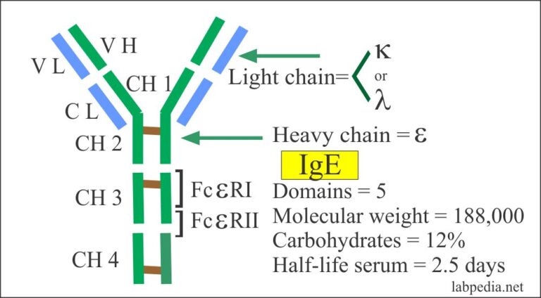 Chapter 11:- Type 1 Hypersensitivity reaction, Anaphylaxis, Atopy, and ...