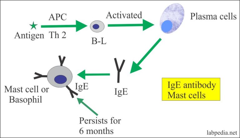 Chapter 5: Immunoglobulins and Their Properties - Labpedia.net