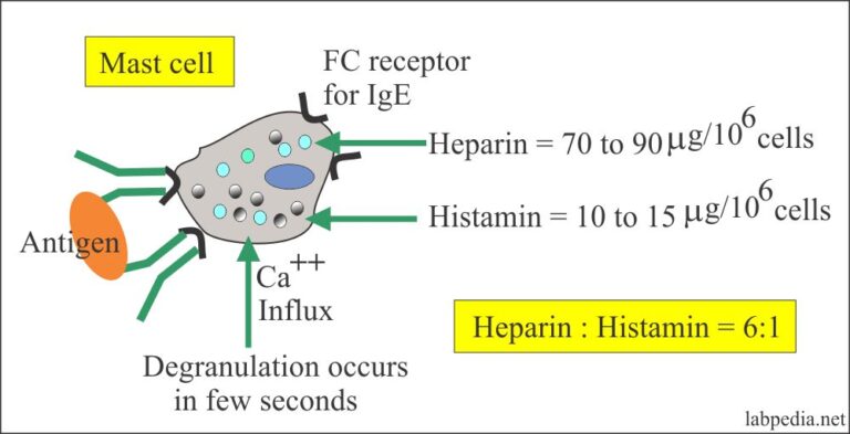 Chapter 11:- Type 1 Hypersensitivity reaction, Anaphylaxis, Atopy, and ...