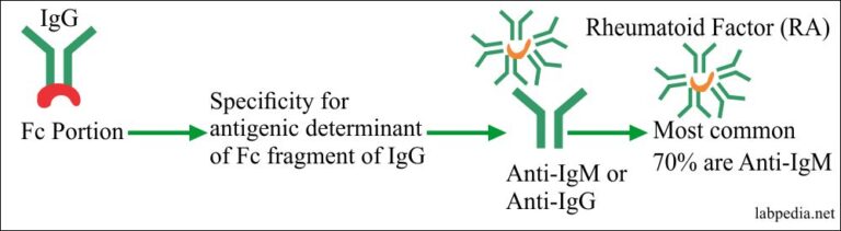 Chapter 18: Autoimmune Diseases, Rheumatoid Arthritis (RA) - Labpedia.net