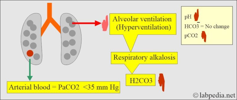 Understanding Bicarbonate Level (HCO3-) in Acid-Base Balance