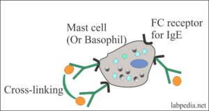 Chapter 11:- Type 1 Hypersensitivity reaction, Anaphylaxis, Atopy, and ...
