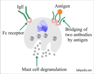 Chapter 11:- Type 1 Hypersensitivity reaction, Anaphylaxis, Atopy, and ...
