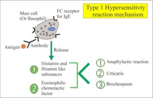 Chapter 11:- Type 1 Hypersensitivity reaction, Anaphylaxis, Atopy, and ...
