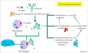 Chapter 12: Type II Hypersensitivity Reaction and ADCC (Cytotoxic ...