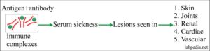 Chapter 13: Hypersensitivity Reaction Type III, Immune Complex Disease ...