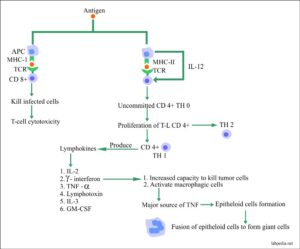 Chapter 14: Hypersensitivity Reaction Type IV, Cell Mediated Delayed ...