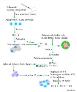 Chapter 14: Hypersensitivity Reaction Type IV, Cell Mediated Delayed ...