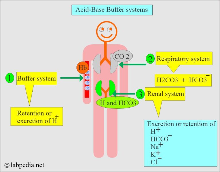 Understanding Respiratory Acidosis and Alkalosis Mechanisms