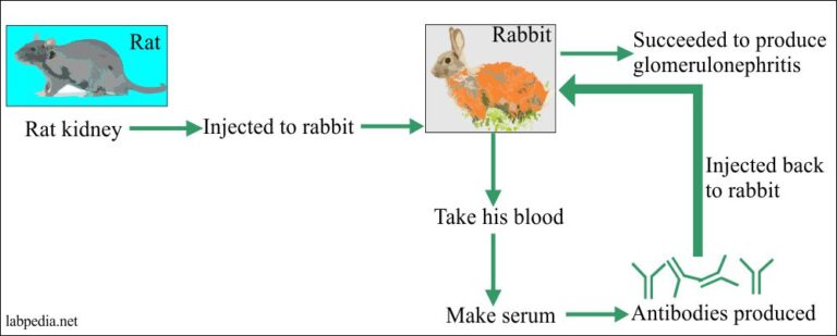 Chapter 16: Autoimmunity, Immunologic Tolerance, and Mechanism of ...