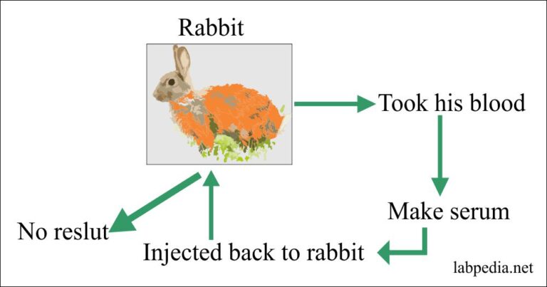 Chapter 16: Autoimmunity, Immunologic Tolerance, and Mechanism of ...
