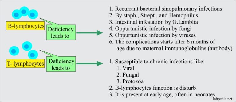Chapter 28: Immune Deficiency, Immune Deficiency disorders - Labpedia.net