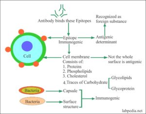 Chapter 3: Immunogen and Antigen - Labpedia.net