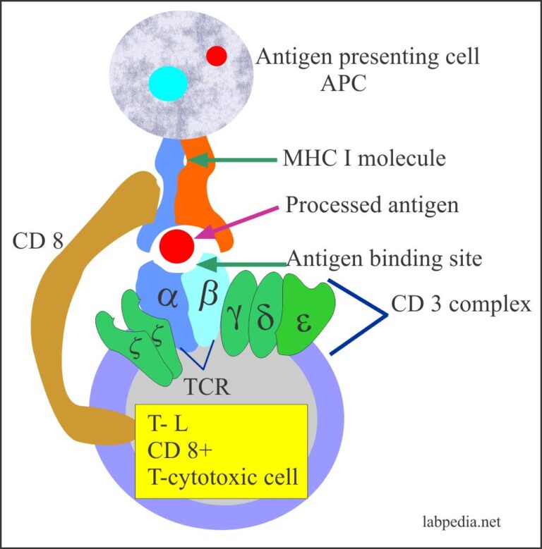 Chapter 8: Specific Immune cells, B and T Lymphocytes, NK cell, Null ...