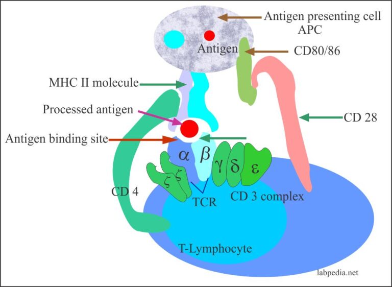 Chapter 8: Specific Immune cells, B and T Lymphocytes, NK cell, Null ...