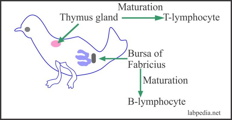 Chapter 8: Specific Immune cells, B and T Lymphocytes, NK cell, Null ...