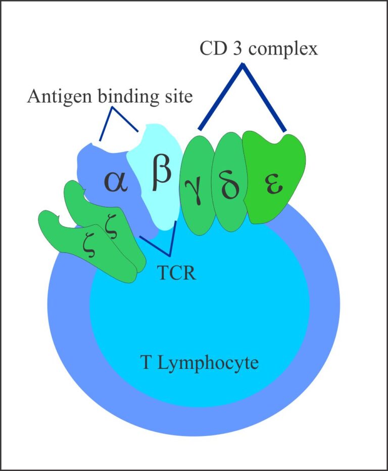 Chapter 8: Specific Immune cells, B and T Lymphocytes, NK cell, Null ...