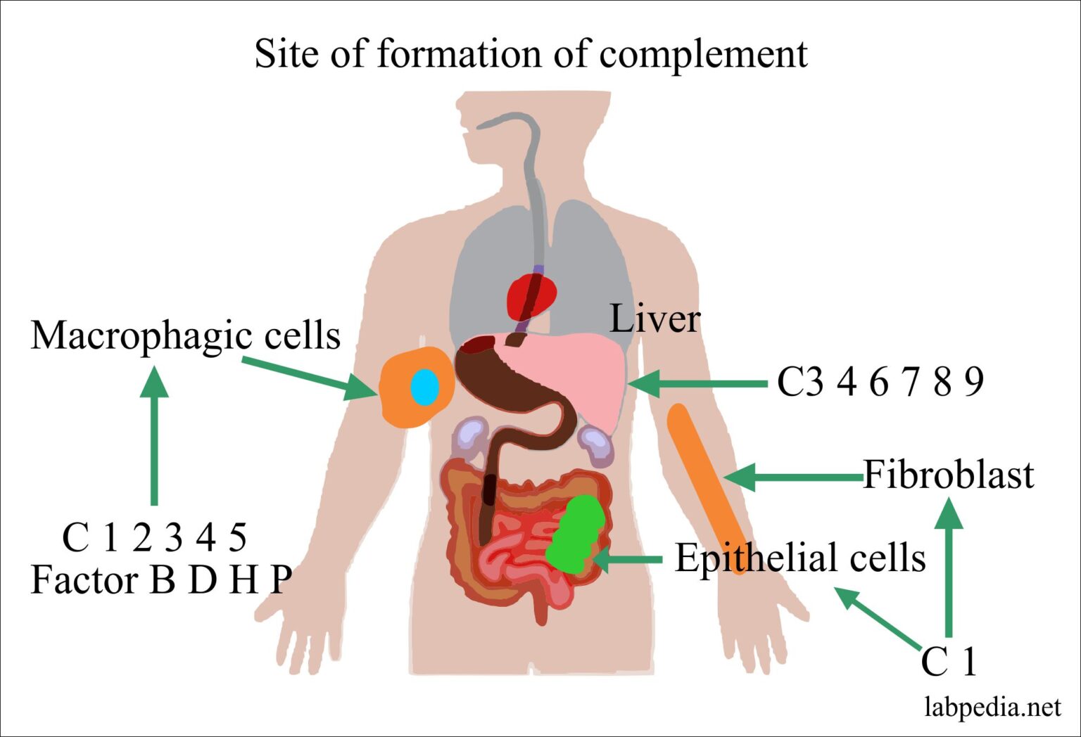 Chapter 9: Complement (Complement System) - Labpedia.net