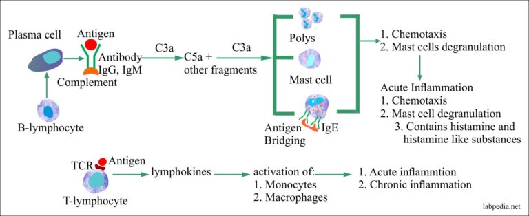 Chapter 9: Complement (Complement System) - Labpedia.net
