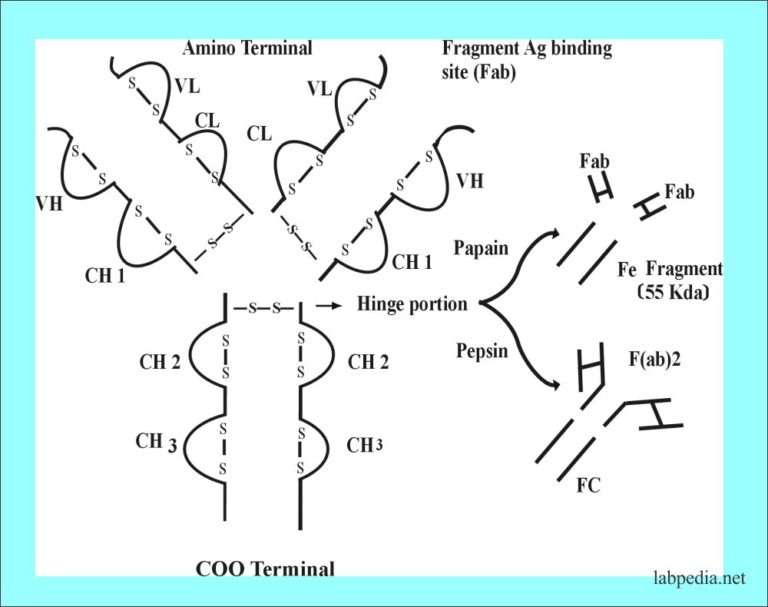 Chapter 4: Antibody (Ig), Immunoglobulins Structure - Labpedia.net