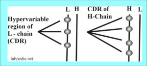 Chapter 4: Antibody (Ig), Immunoglobulins Structure - Labpedia.net