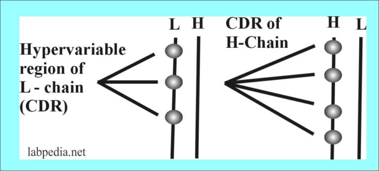 Chapter 4: Antibody (Ig), Immunoglobulins Structure - Labpedia.net