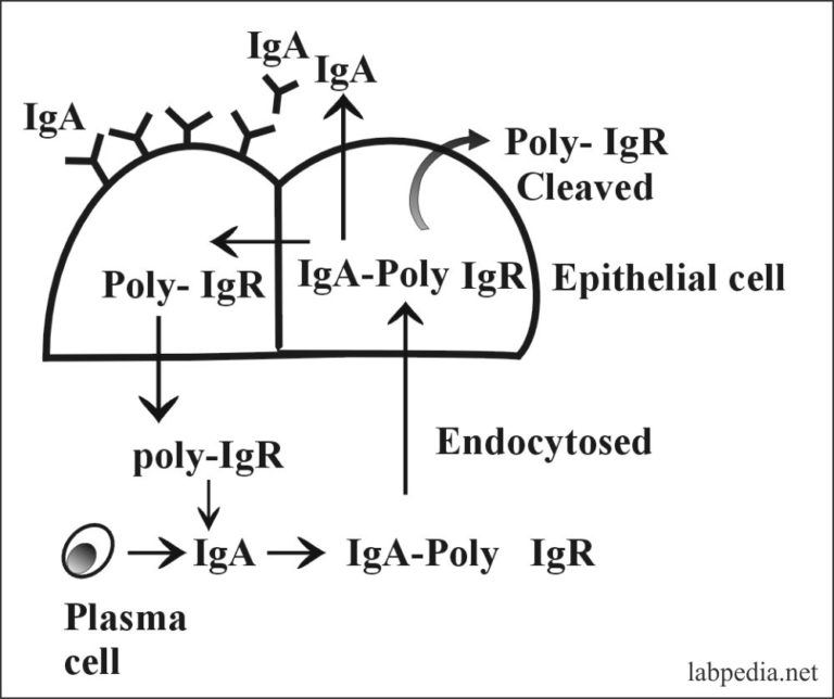 Chapter 5: Immunoglobulins and Their Properties - Labpedia.net