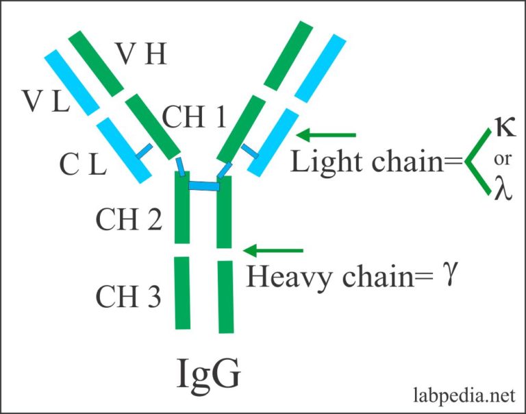 Chapter 5: Immunoglobulins and Their Properties - Labpedia.net