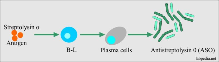 Chapter 25: Autoimmune diseases - Rheumatic Fever - Labpedia.net