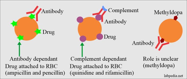 Chapter 27: Autoimmune diseases: Autoimmune Hemolytic Anemia (AHA ...