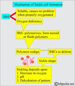 Anemia:- Part 5 A - Sickle Cell Anemia, Discussion and Workup ...