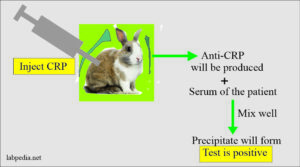 Chapter 31: Common serological test, Antistreptolysin O (ASO), C ...