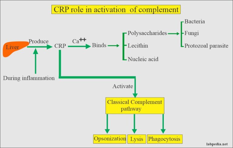 Chapter 31: Common serological test, Antistreptolysin O (ASO), C ...